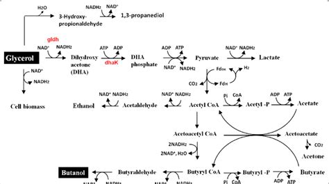 Schematic Representation Of Combined Pathways For Glycerol Utilization