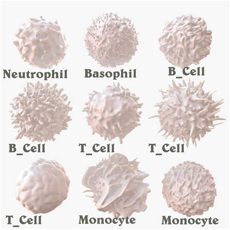 Lymphocytes Pack 3d Model By Zames1992d