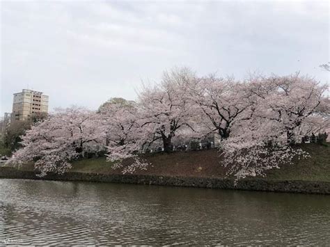 Fukuoka Open Top Bus And Maizuru Park Walking Tour With Sakura Picnic