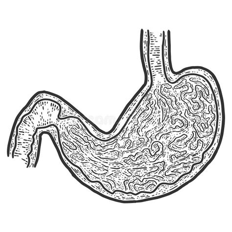 解剖学胃 草图划板 向量例证 插画 包括有 图象 器官 肌肉 板刻 十二指肠 仿制 会议室 192465658