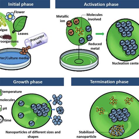 Phases Involved In The Green Synthesis Of Nanoparticles Download