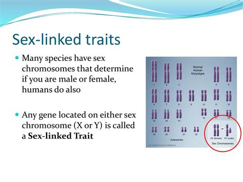 Linked Traits And Human Genetics Ppt Download