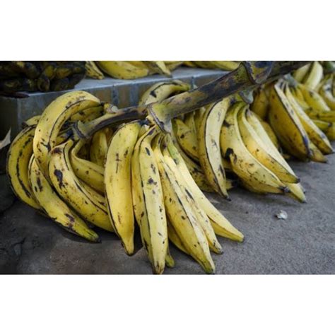 Jual PISANG TANDUK MATANG MANIS BESAR HARGA PER 1 PCS Shopee Indonesia