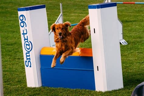 Agility Hs Wohlens Webseite