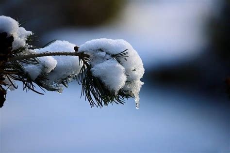Can You Freeze Fresh Collards Keep Your Greens Fresh