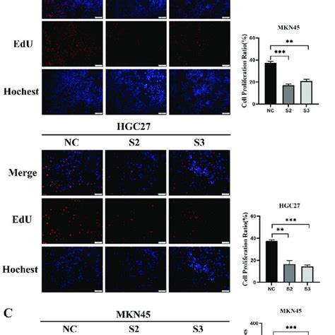 Inhibition Of Skap1 Suppresses Gc Cell Proliferation A Mts Assay