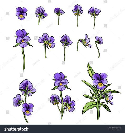 Violets Flowers Drawing