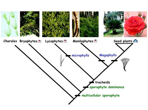 Plant Evolution A Visual Line Chart