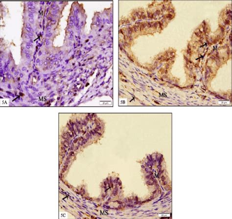 Photomicrographs Of Caspase 3 Immunostained Oviduct Sections A