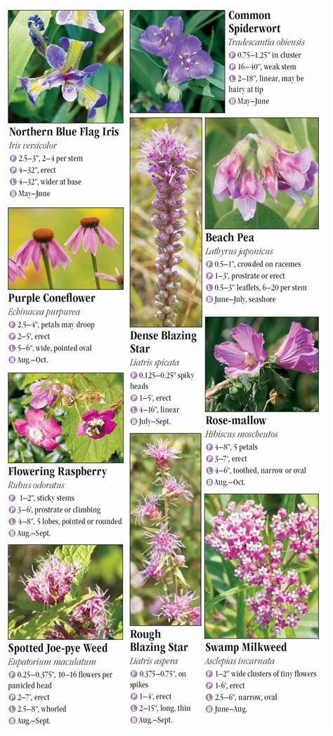 Wildflowers Of The Mid Atlantic States Quick Reference Publishing Retail