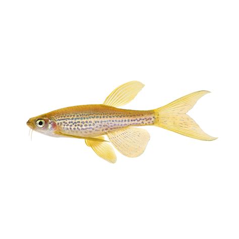 Long Finned Leopard Danio