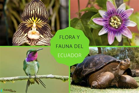 Flora y fauna del Ecuador Características y ejemplos