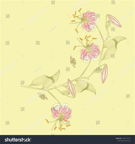 Hand Drawen Vector Illustraton Oriental Lily Stock Vector Royalty Free