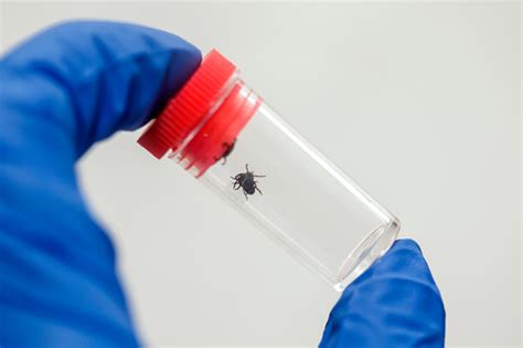 전염성 연구원의 손에 유리 항아리에 위험한 작은 곤충 진추가 진드기에 대한 스톡 사진 및 기타 이미지 진드기 손가락