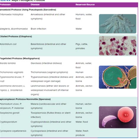 Chapter Eukaryotic Cells And Microorganisms Flashcards Quizlet