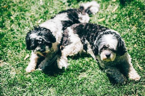Premium Photo Dog Relaxing On Field