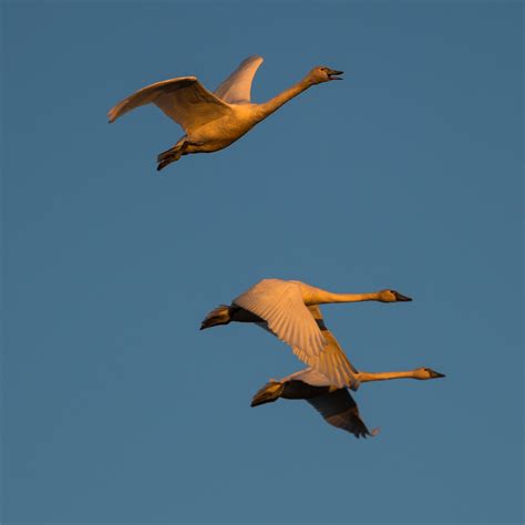 The North Carolina Coastal Plain And Its Wildlife North Carolina