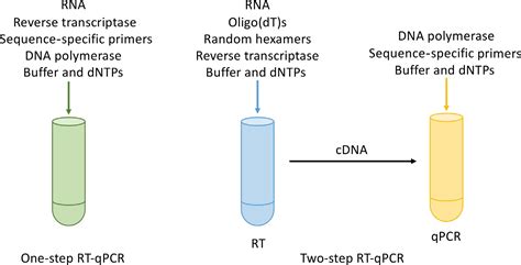 Rcr Rt Pcr Qpcr Rt Qrcr Learned Ant Bio