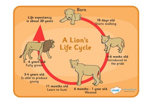 T T 2873 Lion Life Cycle Display Posters Pdf