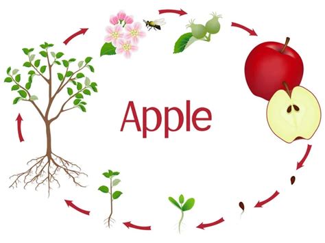Apple Growth Stages Vector Art Stock Images Depositphotos