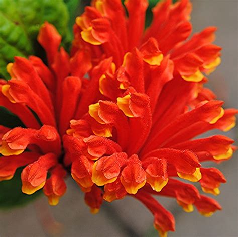 Bright Orange Yellow Tipped Helmet Flower Stunning Color Flickr