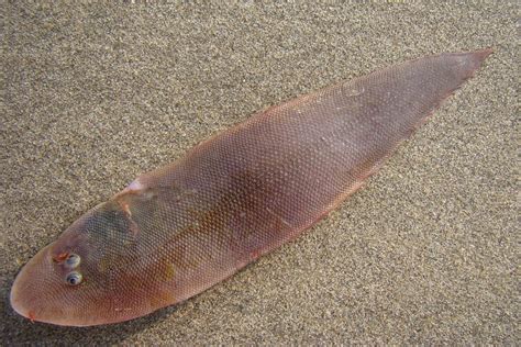Whats The Difference Between Flounder And Sole
