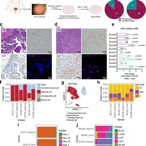 Patient Derived Organoid Pdo Drug Response And Association With Gene Download Scientific