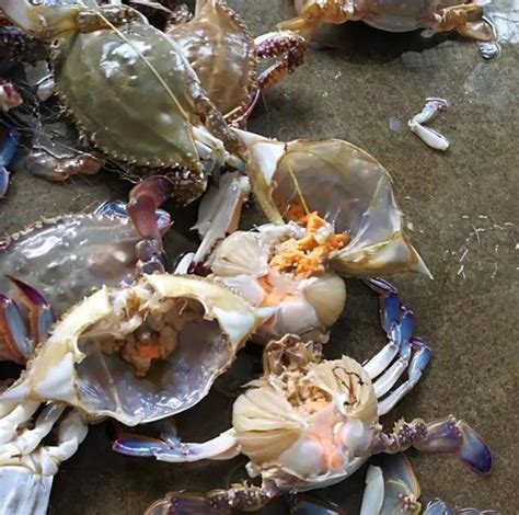 趁現在去日照吃海鮮吧人潮散去螺貝魚蝦蟹超肥美 每日頭條