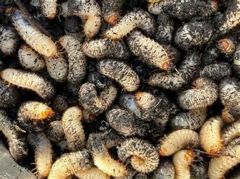 Die Welt der Maden erkunden - Tiere rund um den Globus