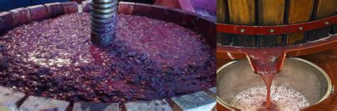 Para Que No Se Pierdan La Vendimia Y Elaboración Del Vino