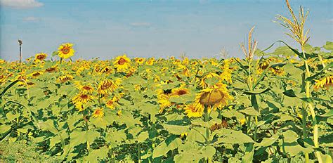 စစ်ကိုင်းတိုင်းဒေသကြီး အတွင်း ဆီထွက်သီးနှံစုံ ဧက ၁၄ သိန်းကျော် စိုက်ပျိုးပြီးစီး Myawady Webportal