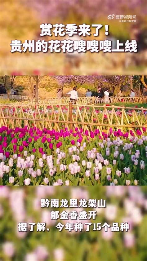 「贵州的花花嗖嗖嗖上线」近日，贵州黔南龙里龙架山郁金香盛开，吸引游人拍照打卡，据了解，今年种了15个品种；黔东南锦屏龙池多彩田园樱花迎春绽放