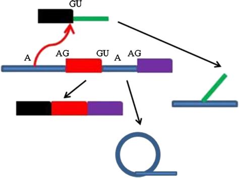 Spliced Leader Rna Trans Splicing The Sl Rna Black Attaches To The Download Scientific