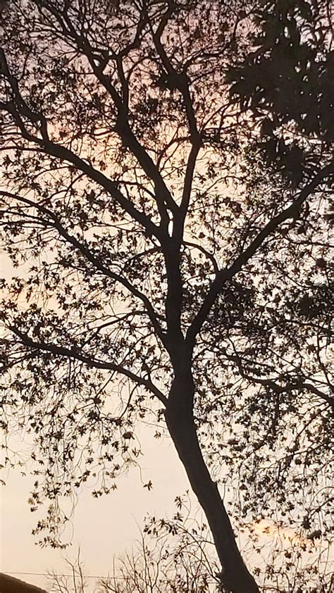 Scary Tree Nature Free Photo On Pixabay Pixabay