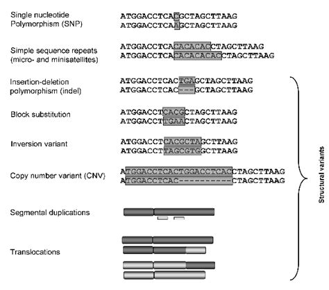 Classes Of Human Genetic Variation Dna Sequence Variations Affecting A