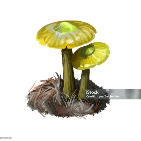 글리오포러스 시타시누스 앵무새 두꺼비 또는 왁스 캡 속 글리오포러스의 다채로운 회원 유럽 전역에서 발견 흰색에 고립 된 식용