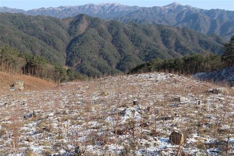 더쿠 천연림 베어내고 관광객 위해 자작나무로 온 산 덮을 기세