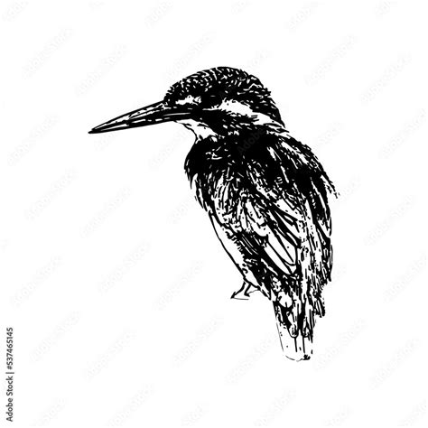 Vector Illustration Of Hand Draws Bird Line Art Adult Book Coloring