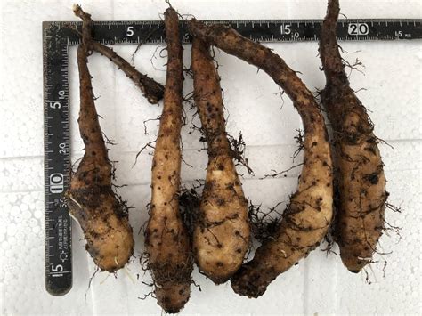 【新品】自然薯種芋 むかご一本苗 5個 無農薬栽培の落札情報詳細 Yahooオークション落札価格検索 オークフリー
