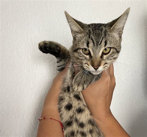Busca a tu mascota on Twitter Gato en adopción responsable CdMx