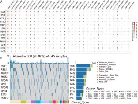 Single Nucleotide Variation Snv Frequency And Variant Types Of The Download Scientific