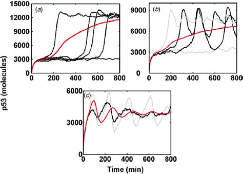 Stochastic Simulation Of The Model Deterministic Parameter Values For