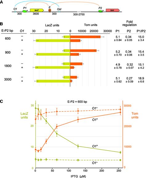 Controlling Enhancer Promoter Specificity A Schematic Of The Download Scientific Diagram
