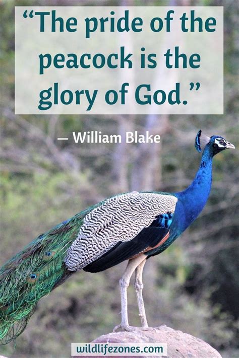 51 Of The Best Peacock Quotes Peacock Quotes Quotes Beautiful Quotes