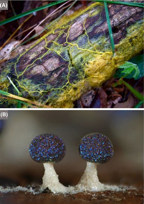 Slime Moulds A Physarum Polycephalum Plasmodium Single‐celled