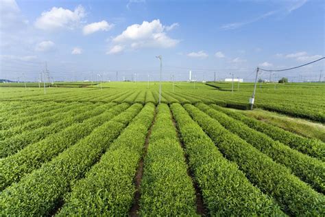 日本茶入门③ 关东与静冈县茶叶介绍 知乎