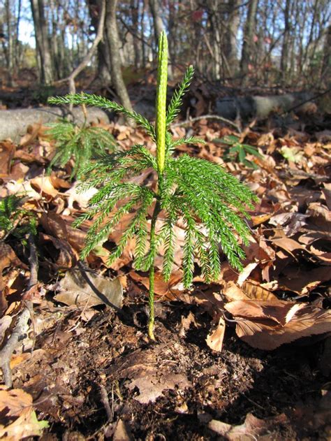 400 Ma Lycopods Ancient Plants That Survived Through Time