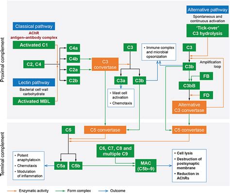 Ravulizumab In Myasthenia Gravis Ndt