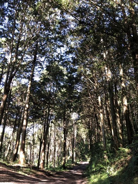 小關山林道上小關山 步道狀況回報 2023 07 23 12 00 健行筆記