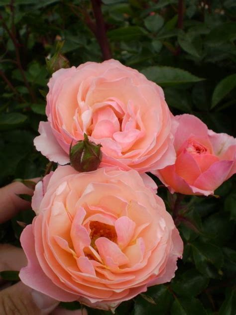 Calypso Rose Easy Elegance Rose Shrub Roses Spring Plants